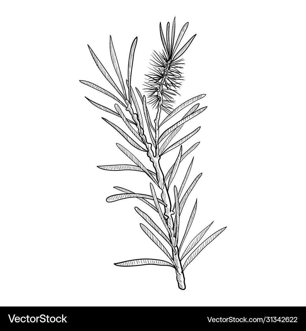 Drawing tea tree branch Royalty Free Vector Image