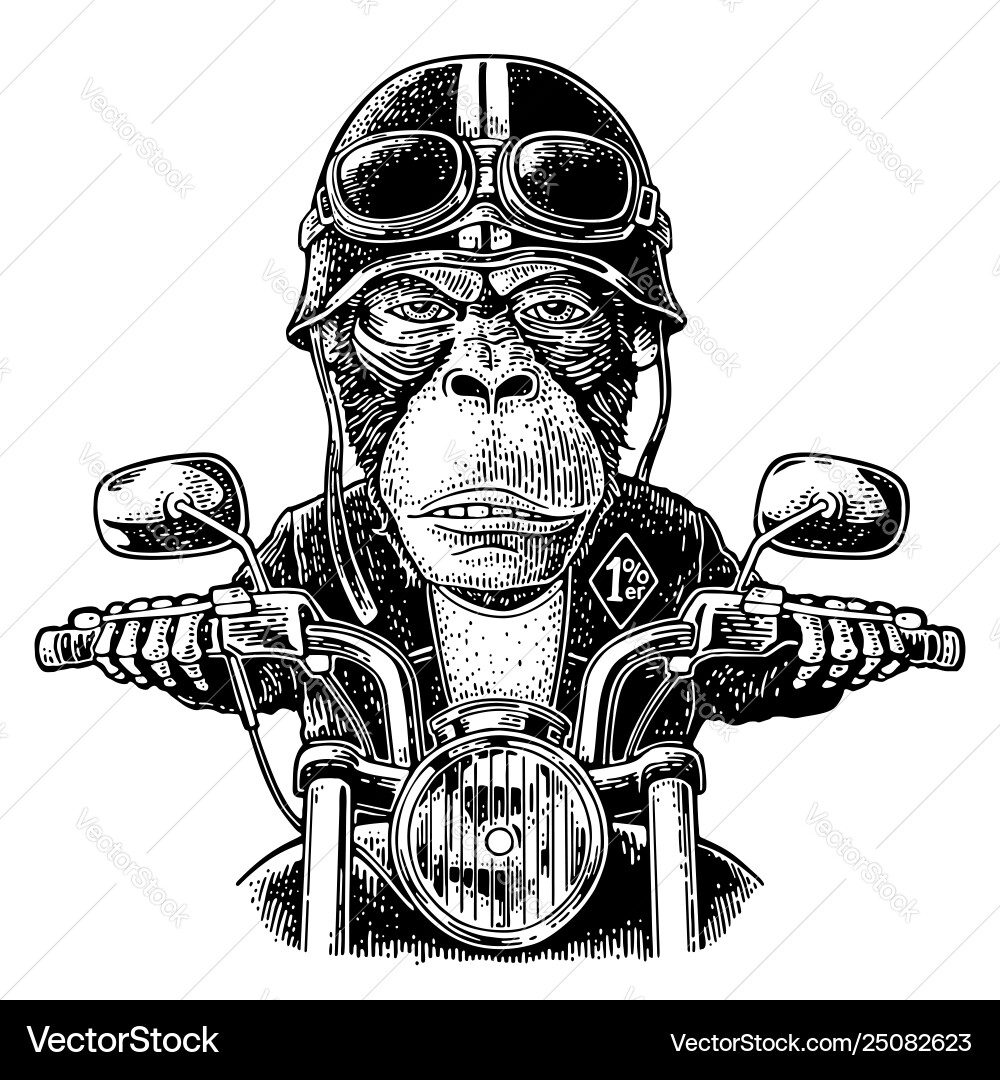 Monkey driving a motorcycle rides vintage Vector Image