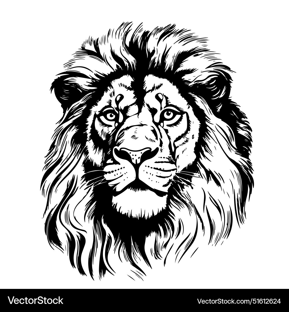 Lion sketchy graphical black and white portrait Vector Image