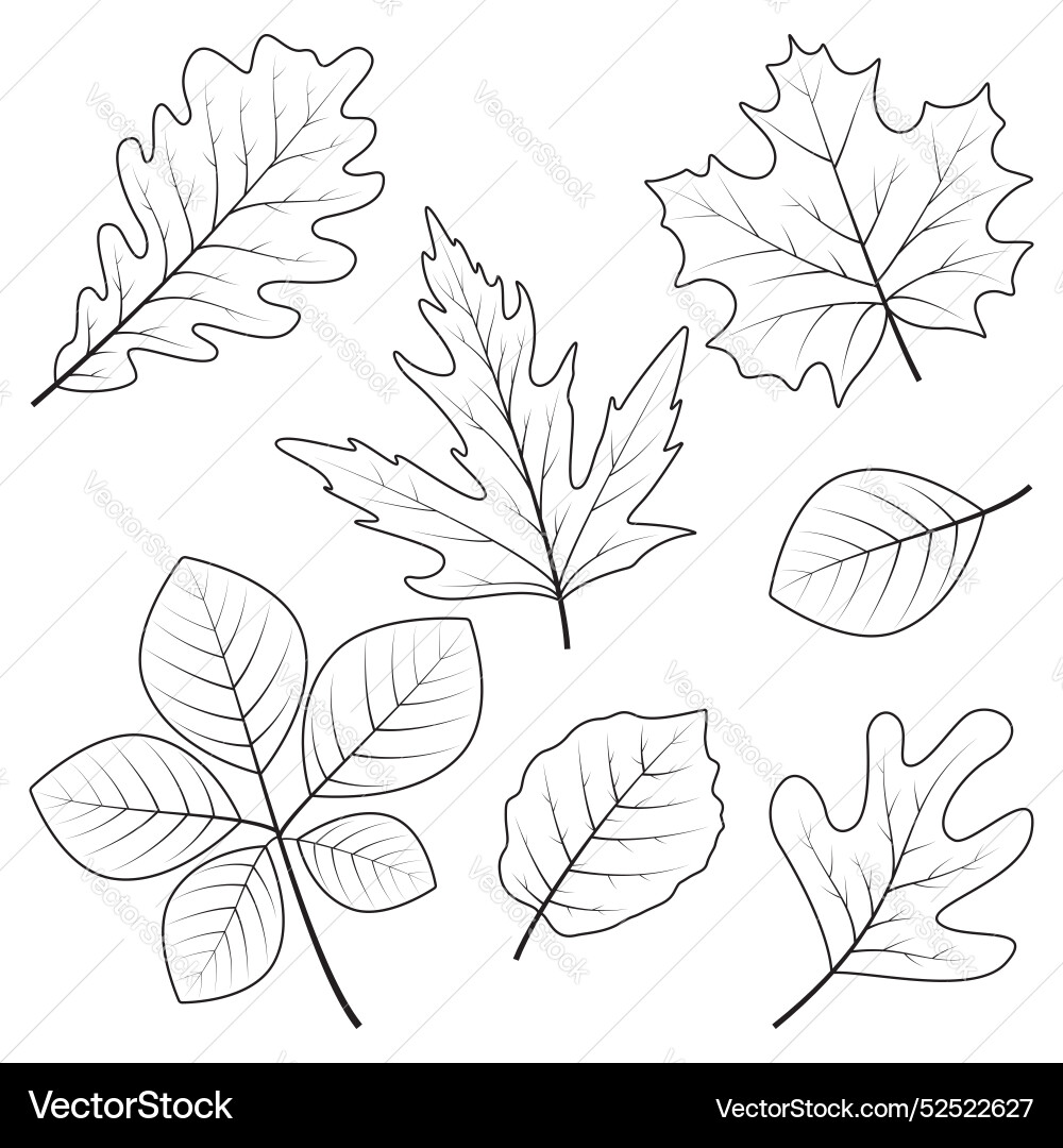 Autumn leaf line art design element Royalty Free Vector