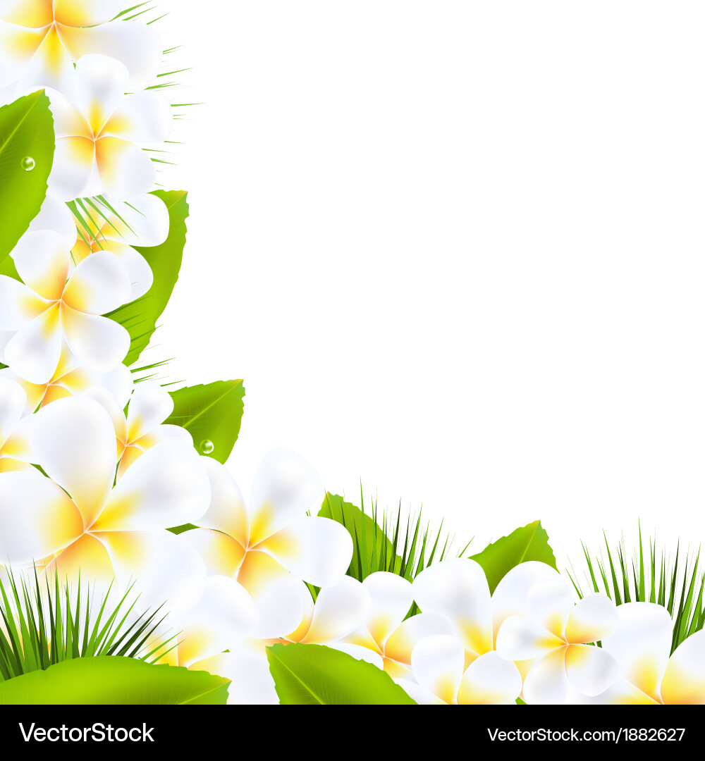 Plumeria Border Clip Art