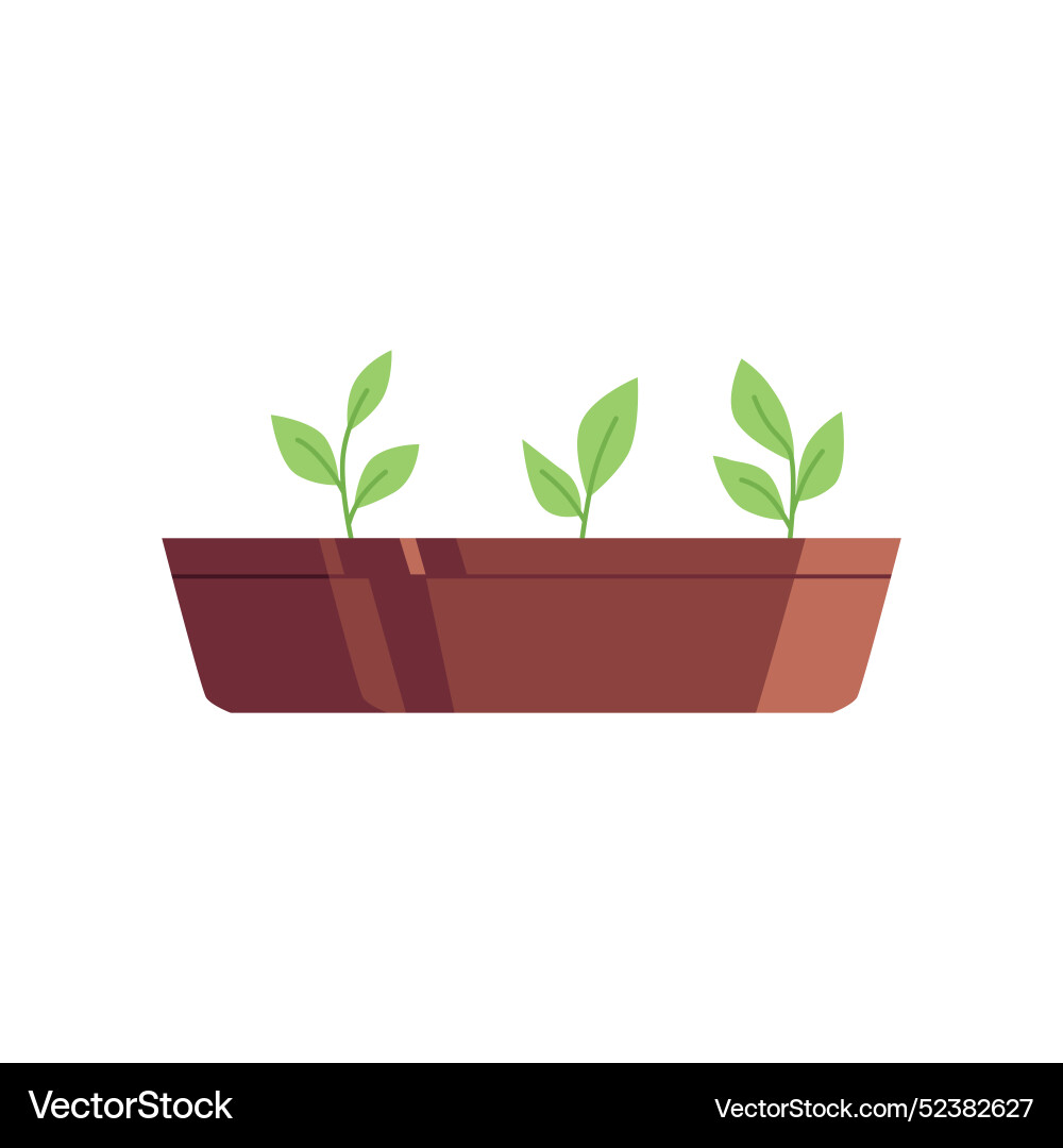 Sprouted sprouts in a box on an isolated Vector Image