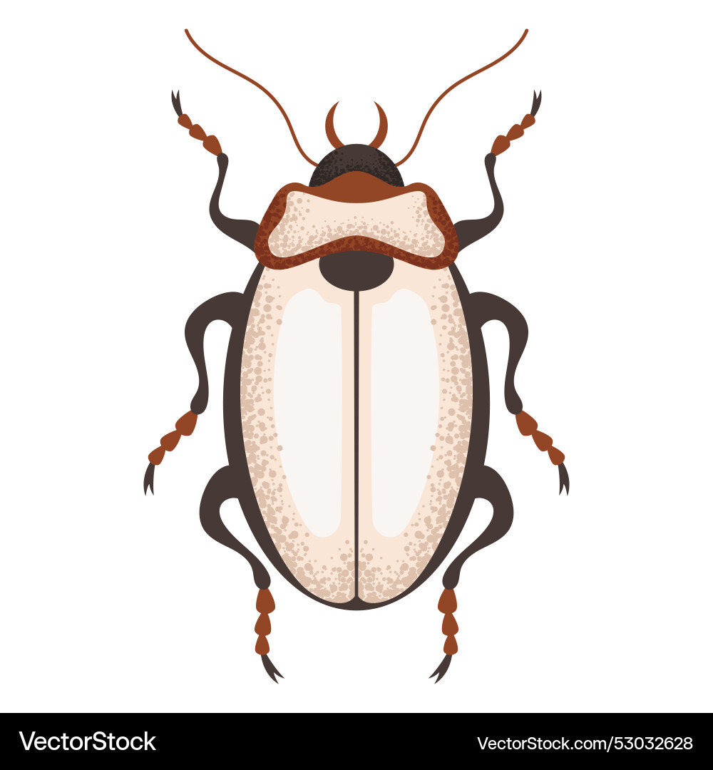 Flame beetle Royalty Free Vector Image - VectorStock