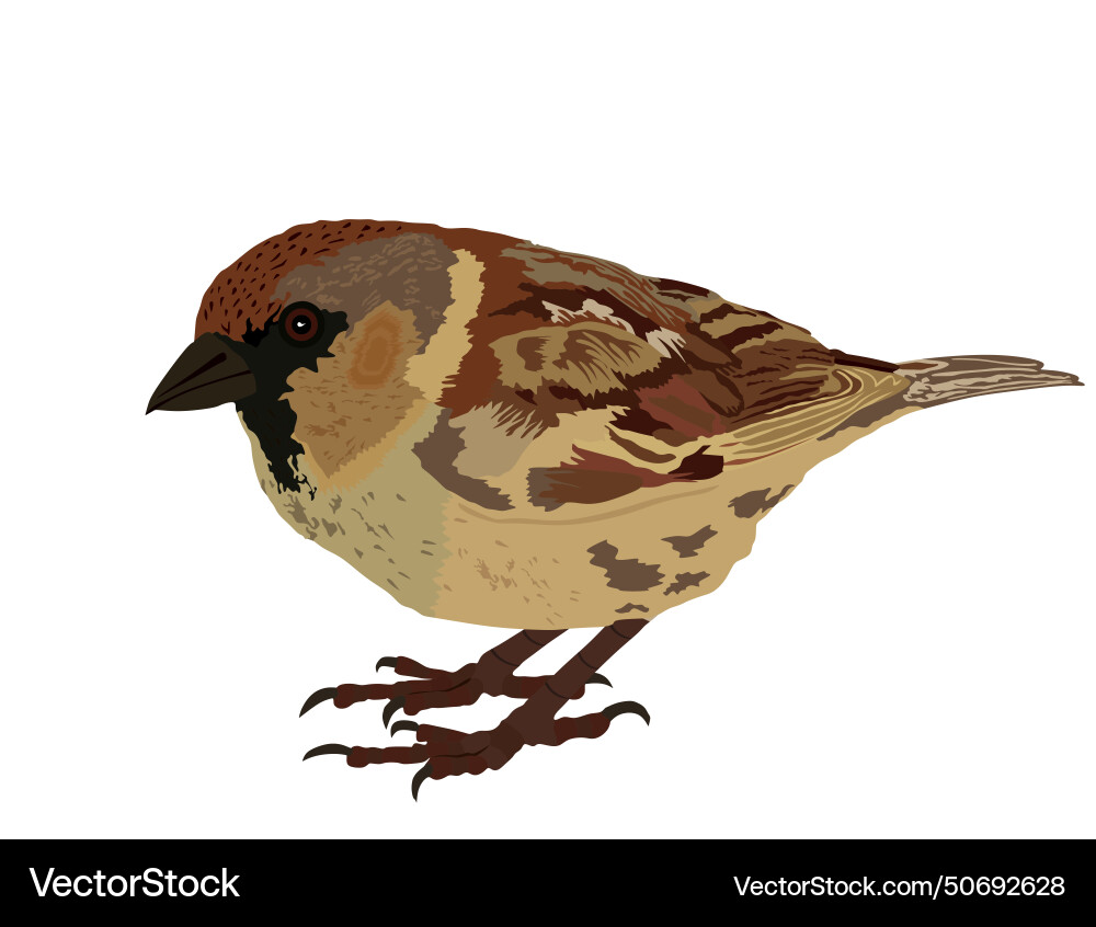 Sparrow isolated on white Royalty Free Vector Image