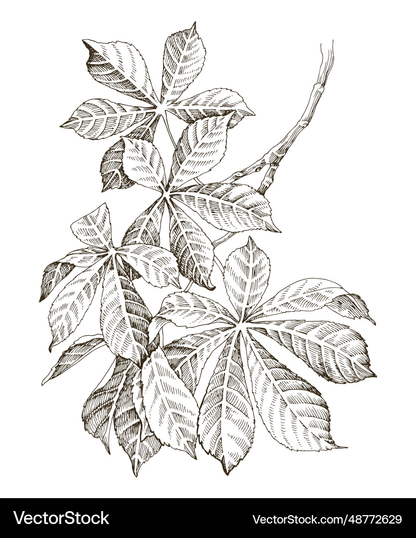 Hand drawn chestnut tree branch Royalty Free Vector Image