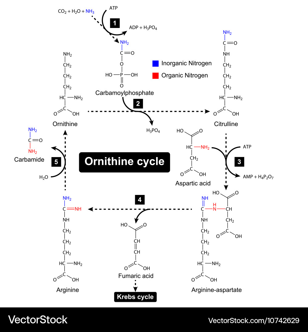 Ornithine cycle urea metabolic Royalty Free Vector Image