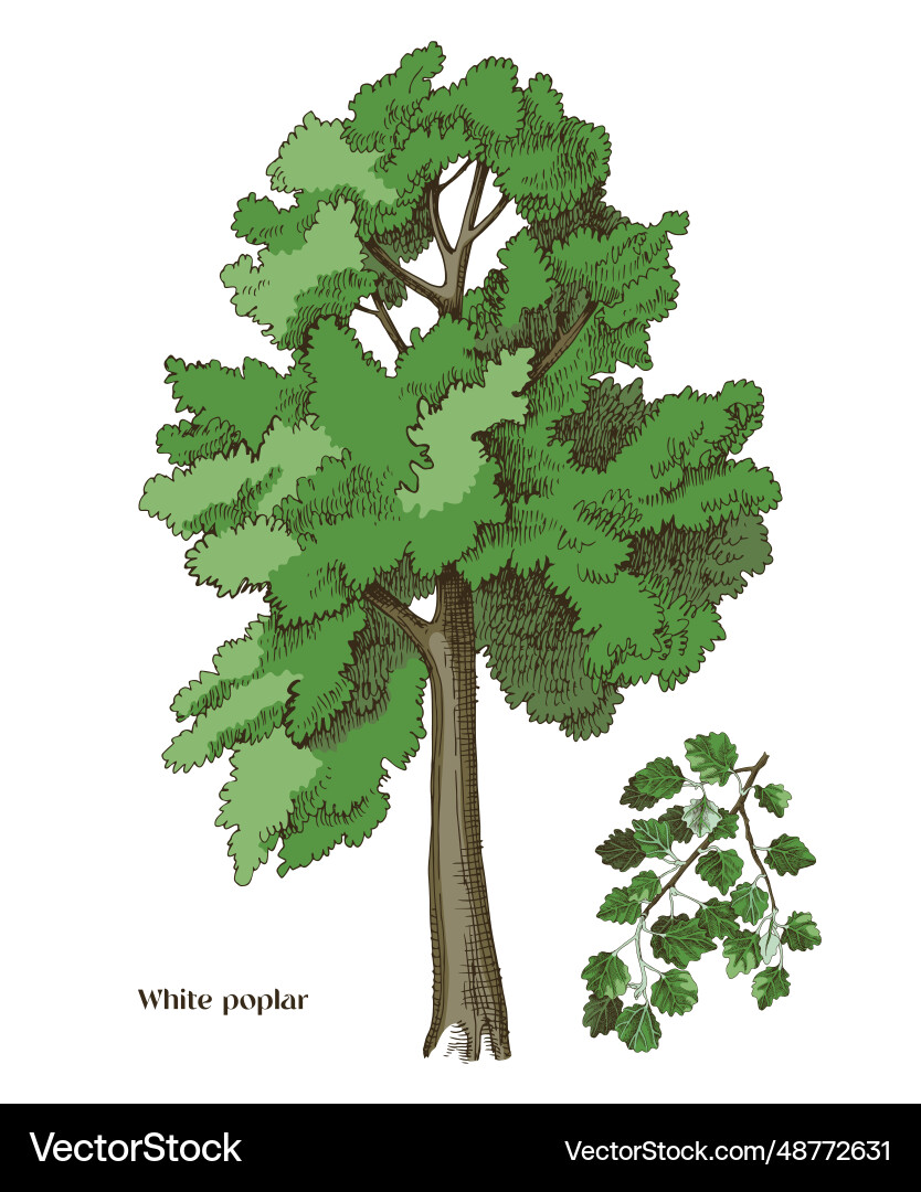 White Poplar Tree Drawing 301 Poplar Tree Drawing Stock Photos,