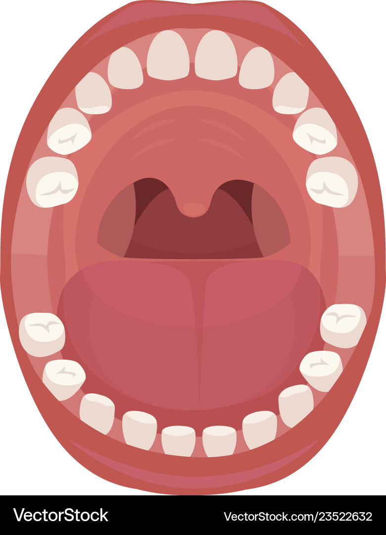 Anatomy human mouth Royalty Free Vector Image - VectorStock