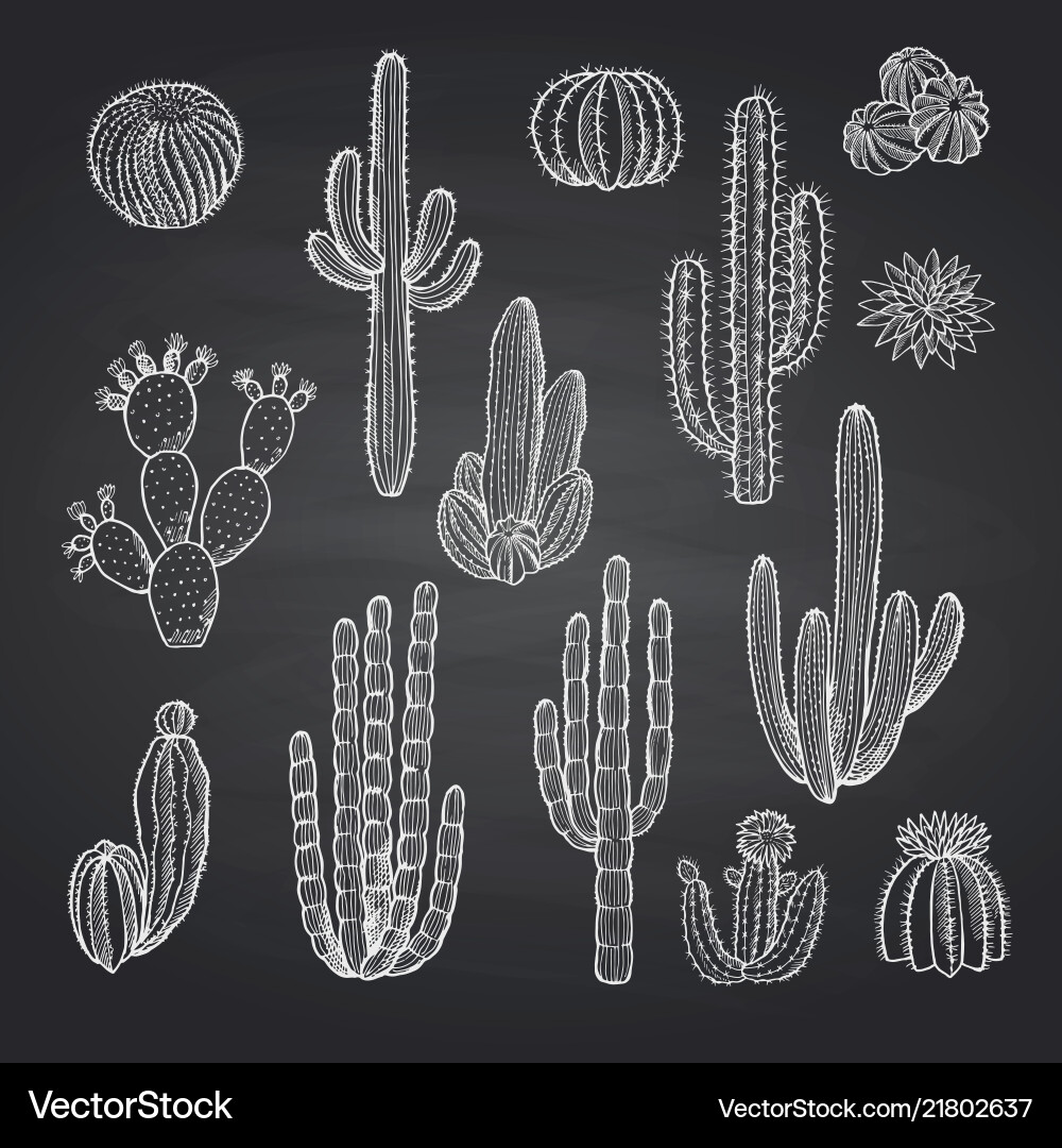 Cacti plants set on chalkboard Royalty Free Vector Image