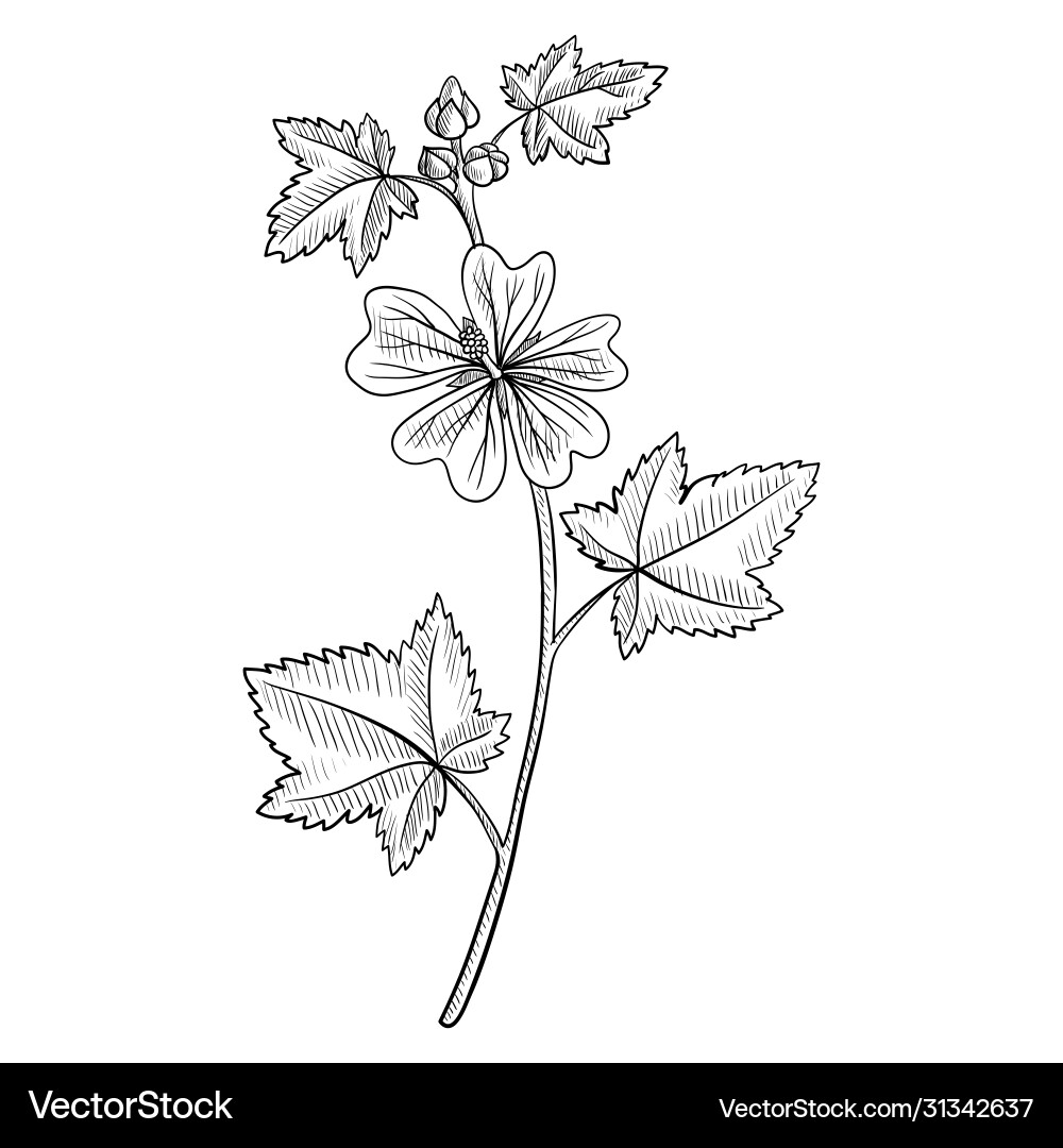 Drawing mallow flower Royalty Free Vector Image
