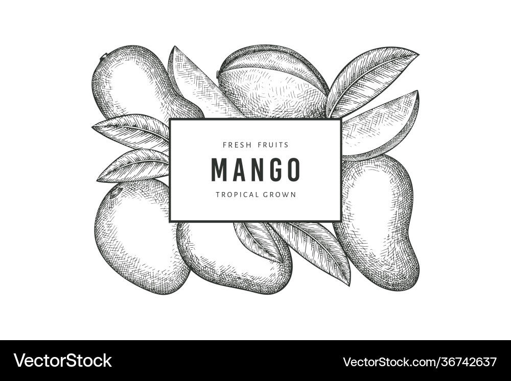 Hand drawn sketch style mango banner organic Vector Image