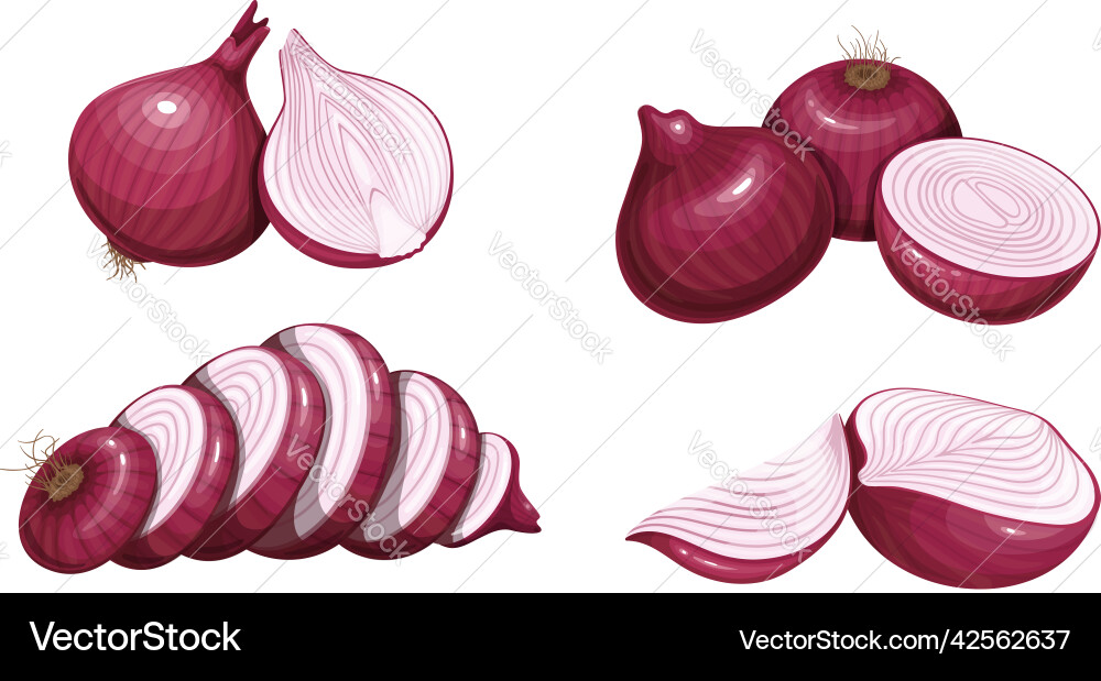 Red onions whole half sliced circle and quarter Vector Image