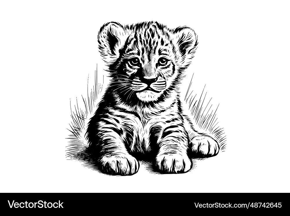 Realistic Baby Lion Drawing Baby Lion Drawing Etsy
