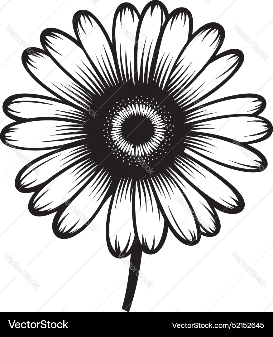 Botanical brilliance gerbera daisy emblem Vector Image
