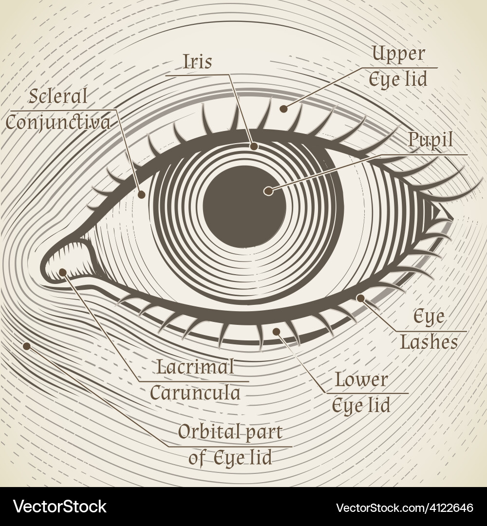 Human eye etching with captions cornea Royalty Free Vector