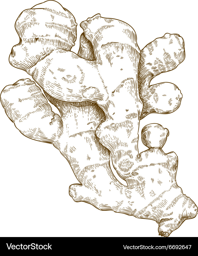 Hand-Drawn Ginger Root Sketch Royalty Free Vector Image