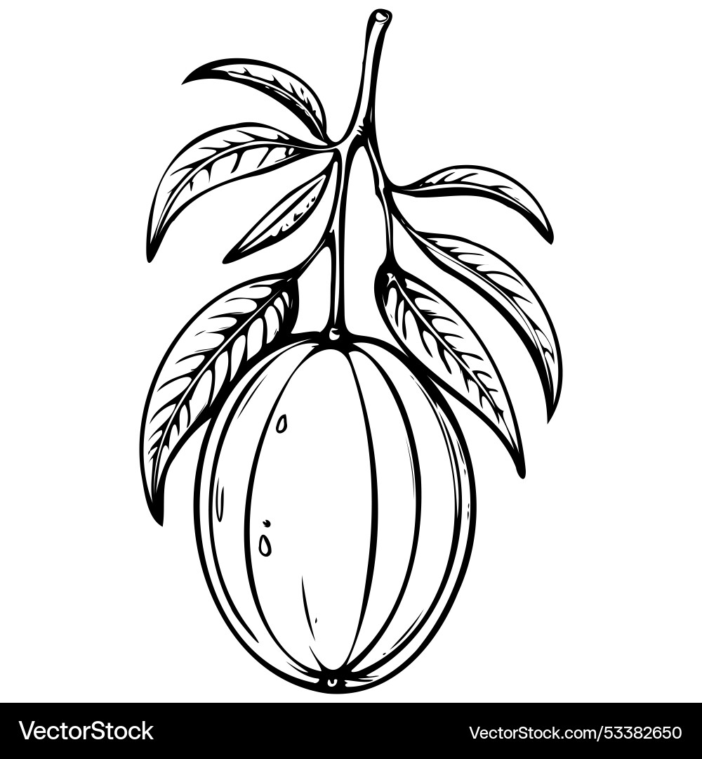 Realistic young mango drawing vintage fruit image Vector Image