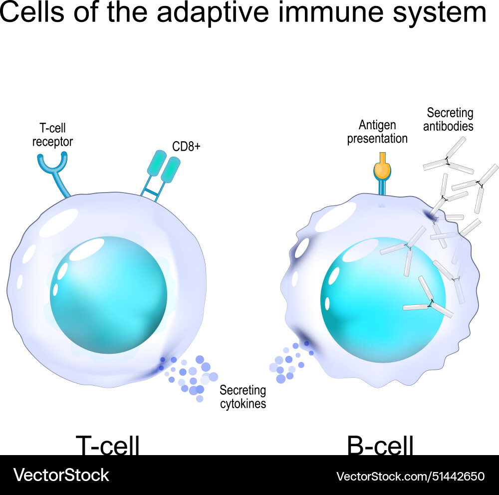 T-cell and b-cell structure anatomy Royalty Free Vector
