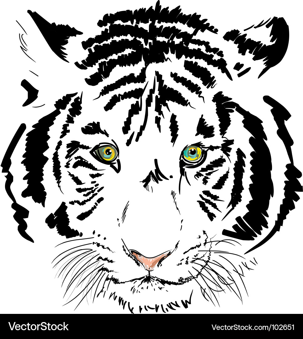 White tiger Royalty Free Vector Image - VectorStock