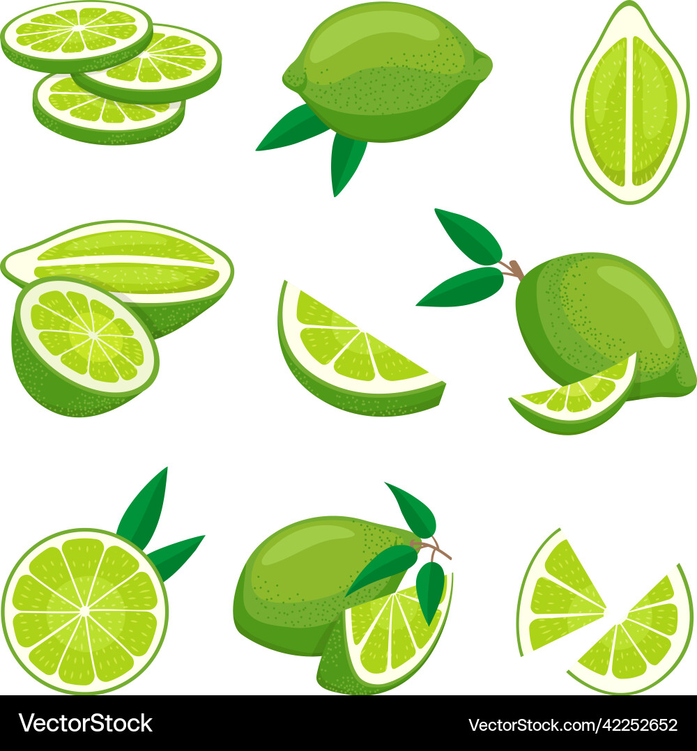 Fresh Lime Slices - Citrus Fruits Royalty Free Vector Image