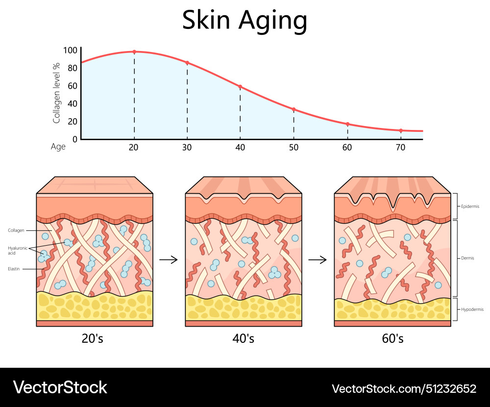 Skin aging process collagen decline diagram Vector Image