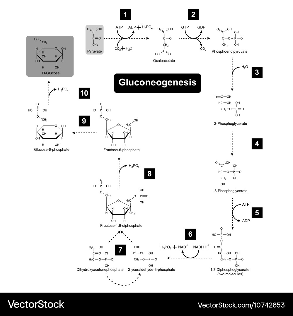 Gluconeogenesis metabolic pathway Royalty Free Vector Image