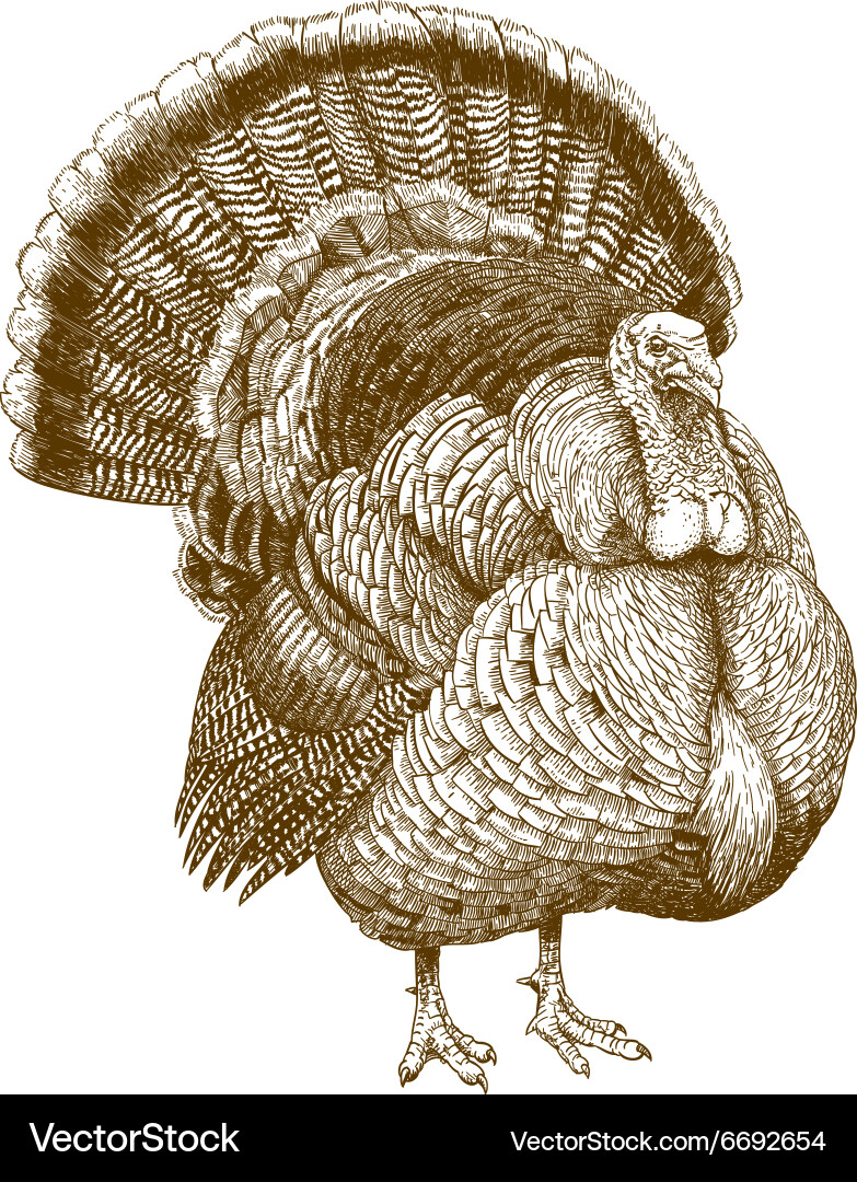Wild Turkey Vector Images (over 1,800)