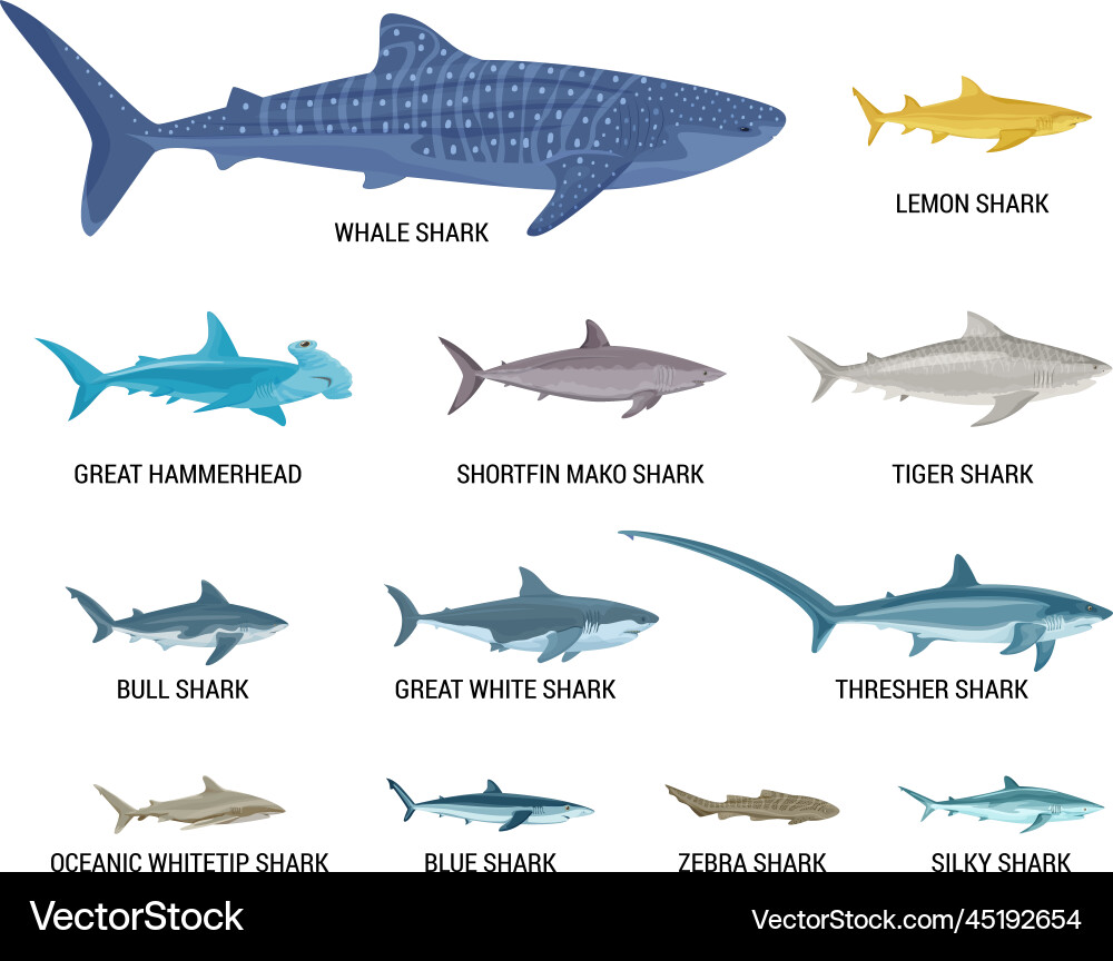 Great sharks icons collection Royalty Free Vector Image