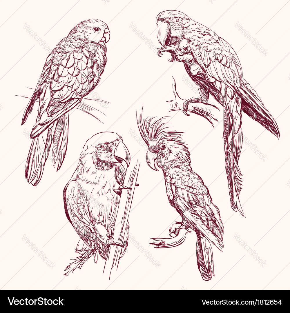 Parrot collection Royalty Free Vector Image - VectorStock