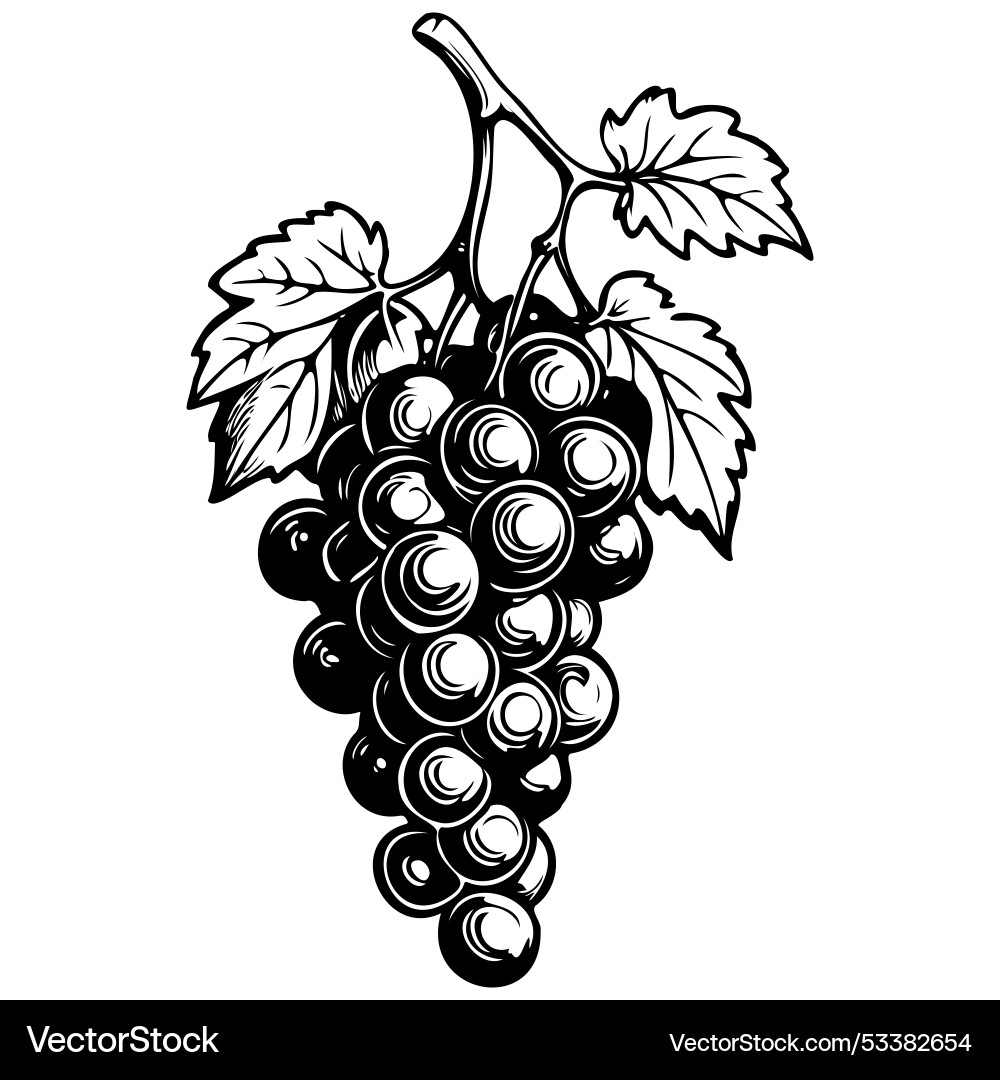 Red grape of hand drawn fruit transparent Vector Image