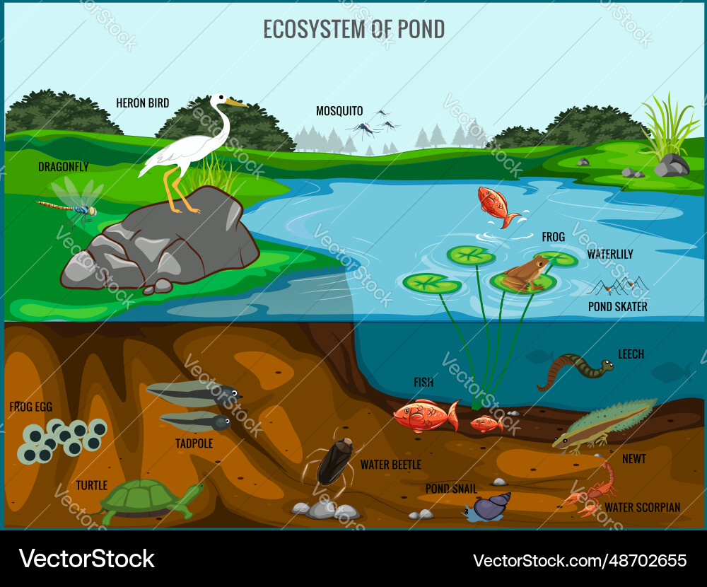 Ecosystem of pond Royalty Free Vector Image - VectorStock