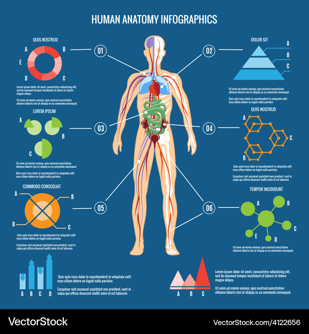Human Body Anatomy Infographic Design Royalty Free Vector