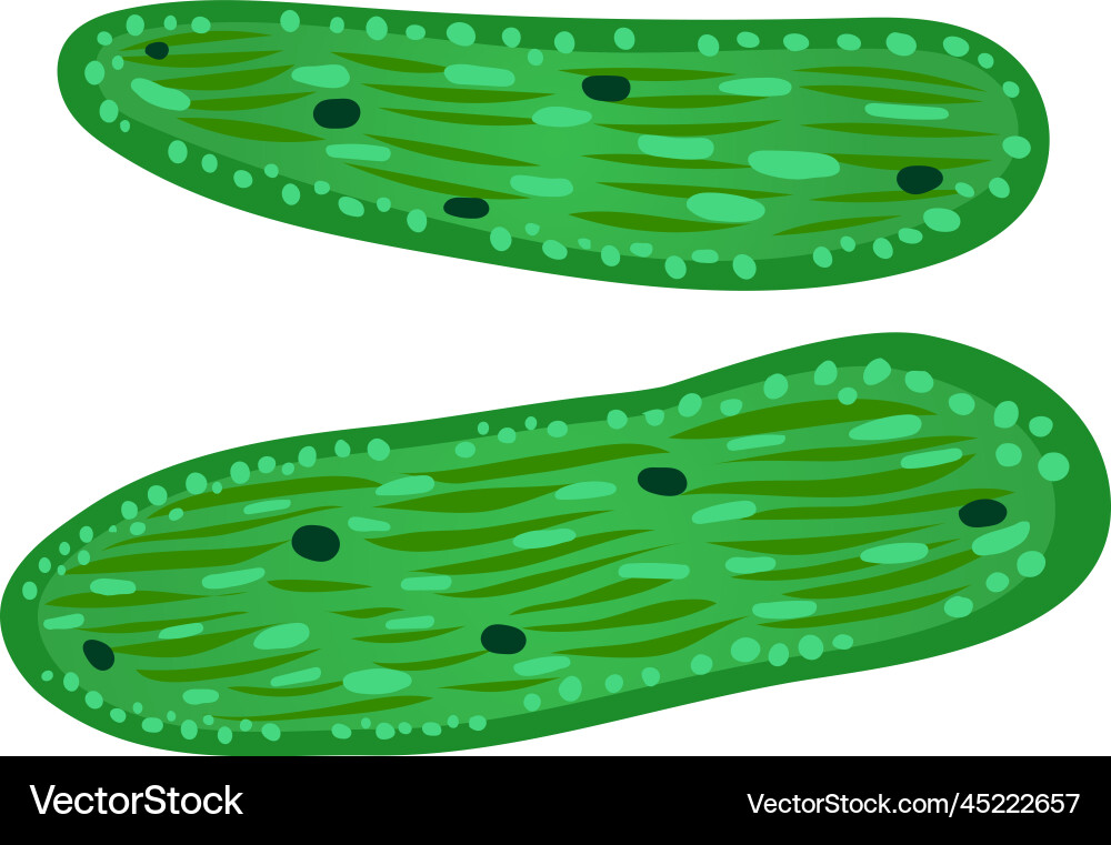 Biological cells diagram composition Royalty Free Vector
