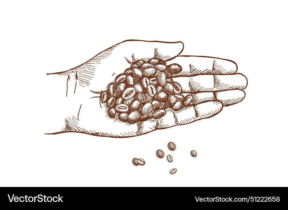 Coffee beans in a hand sketch drawing Royalty Free Vector