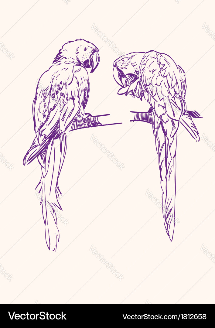 Parrot Royalty Free Vector Image - VectorStock