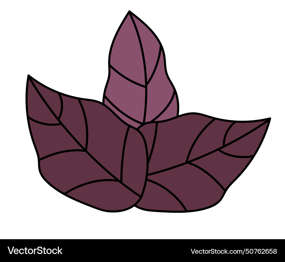 Purple basil element plant with leaves spice Vector Image