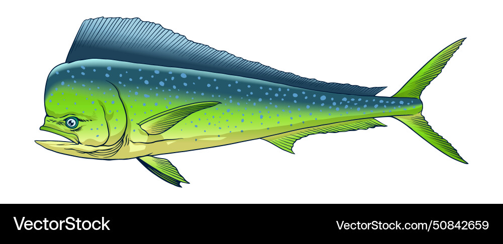 Dorado fish hand drawn realistic Royalty Free Vector Image