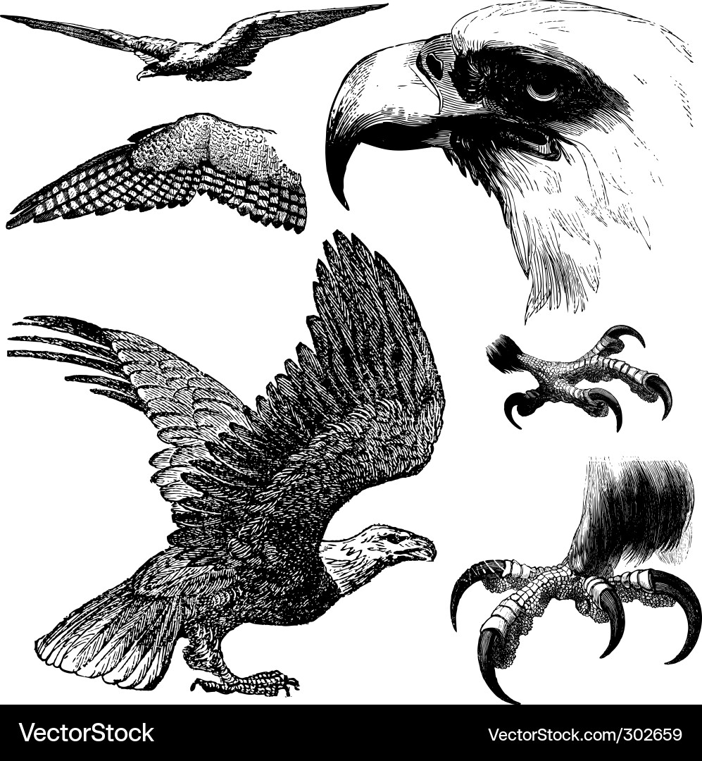 Eagles Royalty Free Vector Image - VectorStock