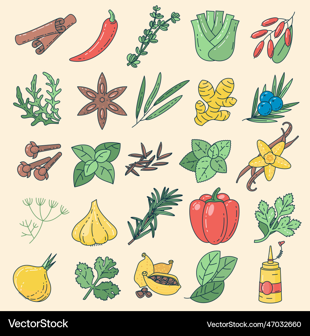 Herbs and spices Royalty Free Vector Image - VectorStock