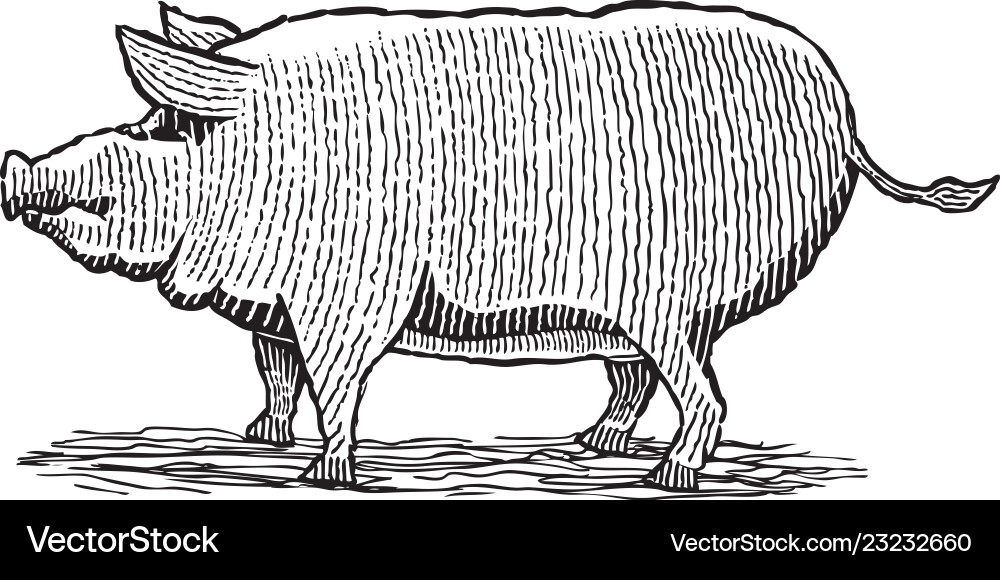 Pig preview Royalty Free Vector Image - VectorStock