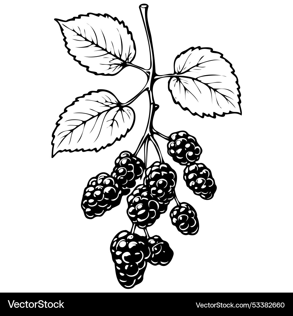 Red mulberry black hand drawn fruit transparent Vector Image