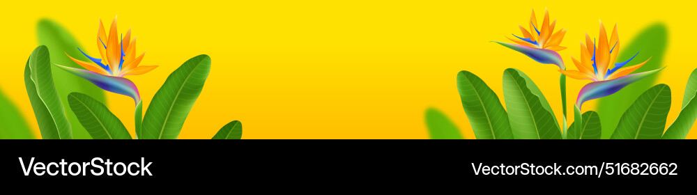 Banner with tropical flowers Royalty Free Vector Image