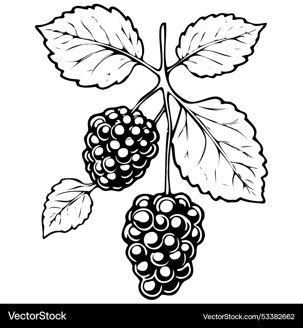Red mulberry hand drawn fruit transparent Vector Image