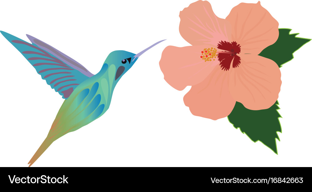 Hummingbird flower Royalty Free Vector Image - VectorStock