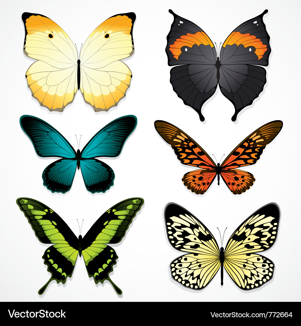 Colorful butterflies Royalty Free Vector Image