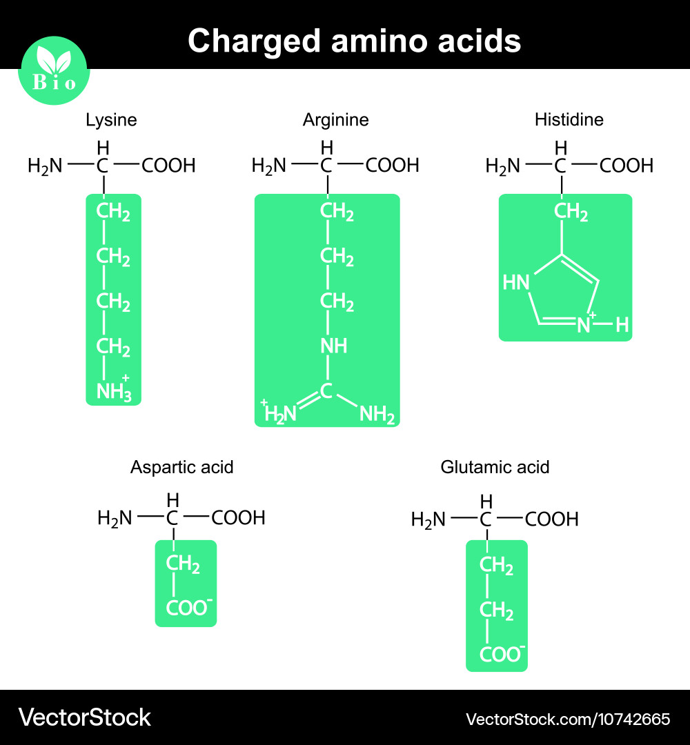 Amino acids with marked radicals charged Vector Image