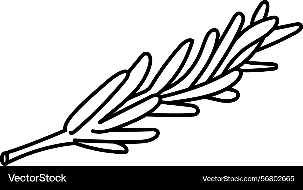 Rosemary herb line drawing Royalty Free Vector Image