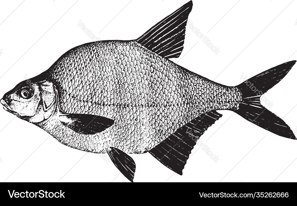 Bream carp fish collection Royalty Free Vector Image