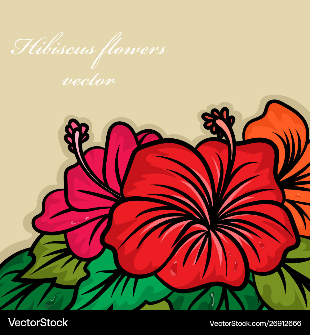 Hibiscus colors flowers Royalty Free Vector Image
