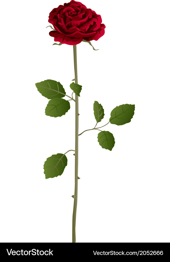 Rose flower Royalty Free Vector Image - VectorStock